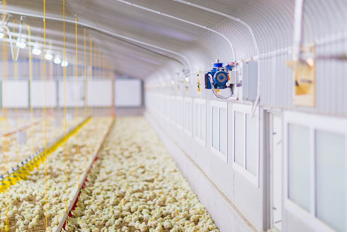 Intensive livestock farming | De Gier Drive Systems